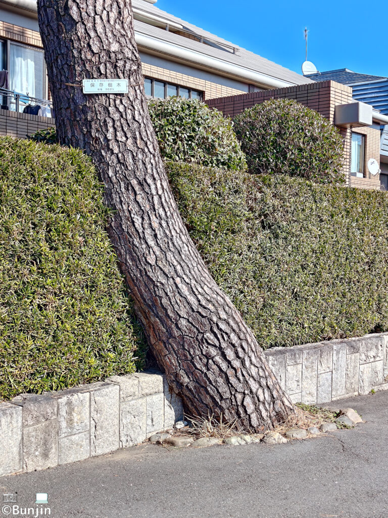 A large pine tree blending in with the hedge - Smartphonography Club